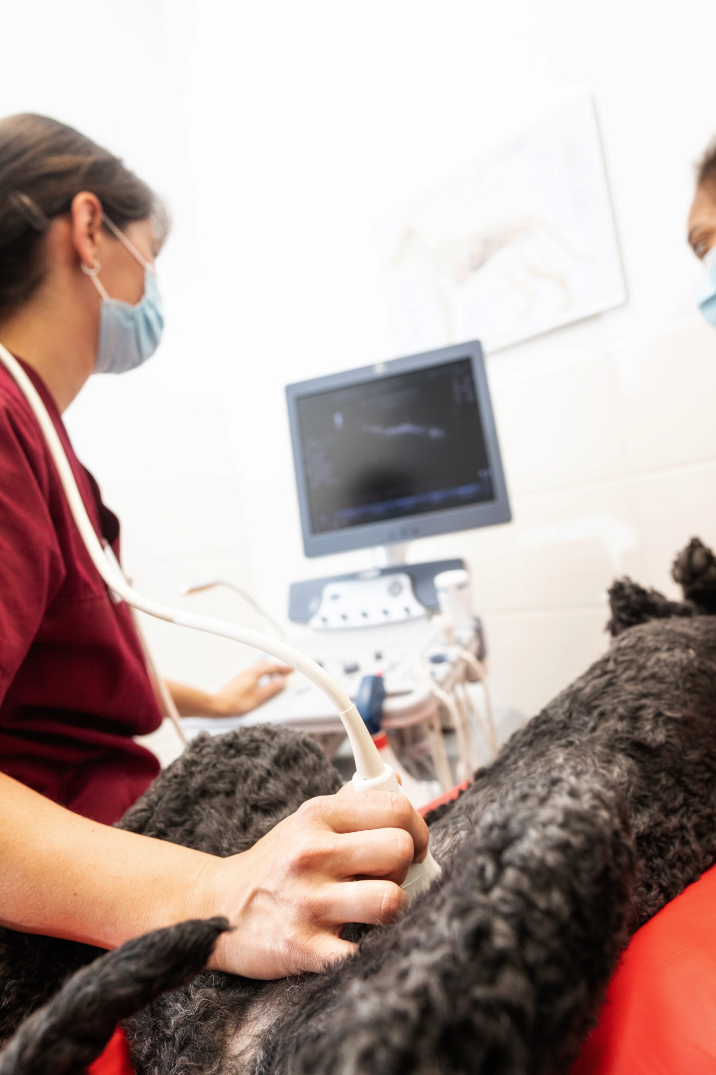 Jobs als Tierärzt:in / TFA (m/w/d) | Tierärztliche Kleintierpraxis Dres Leps | Waltrop